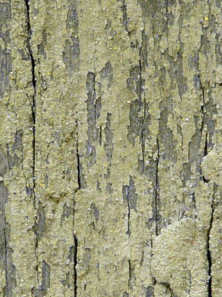 light green wood texture 0017 - Texturelib
